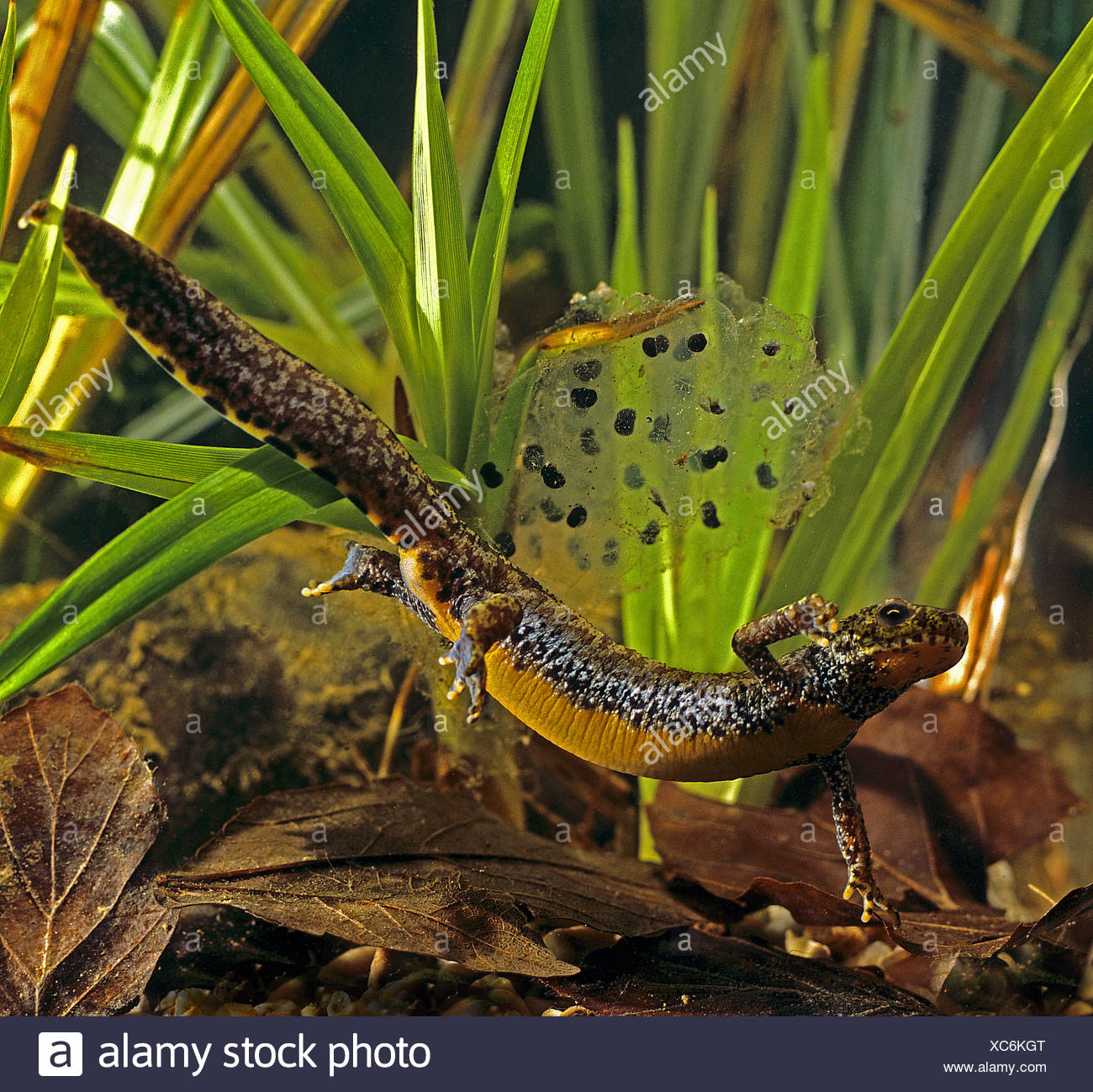 Newt Spawning Stock Photos & Newt Spawning Stock Images - Alamy