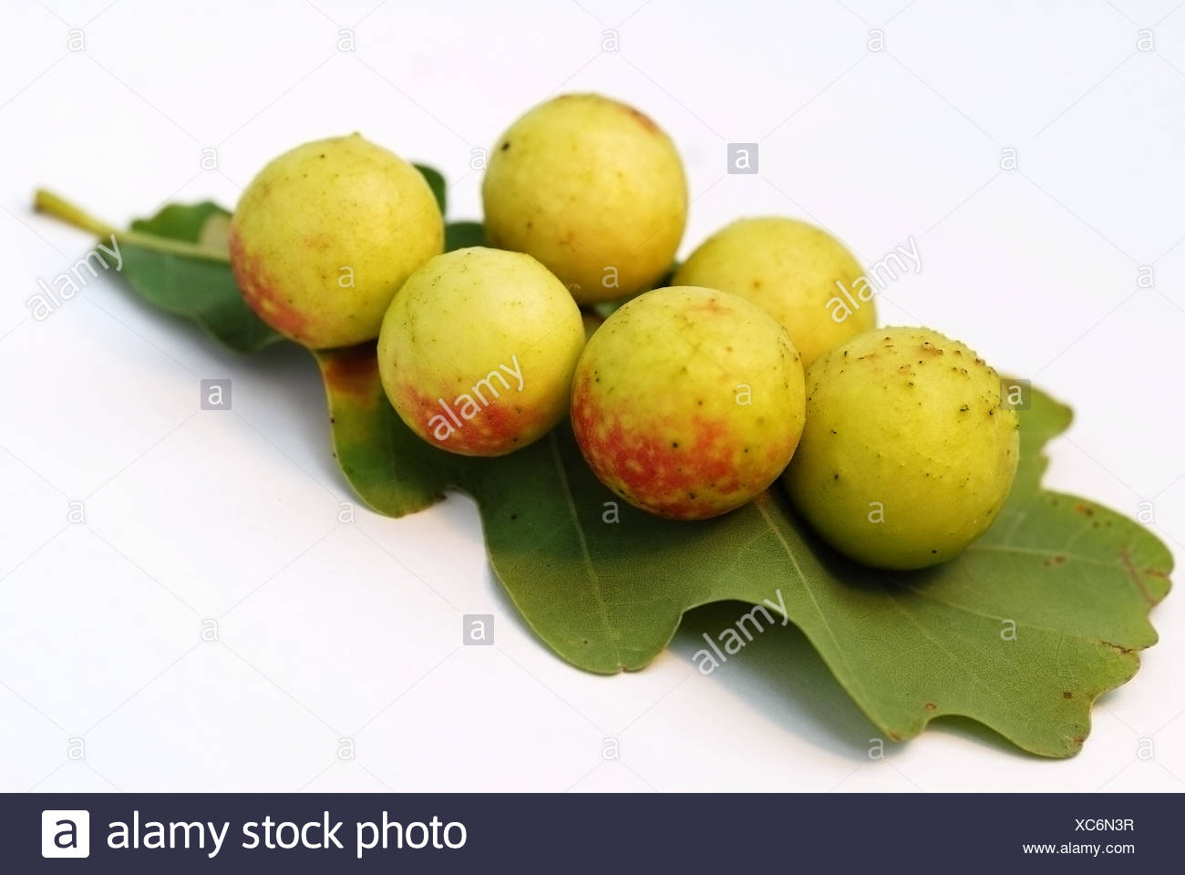 Oak Gall Ink High Resolution Stock Photography and Images - Alamy