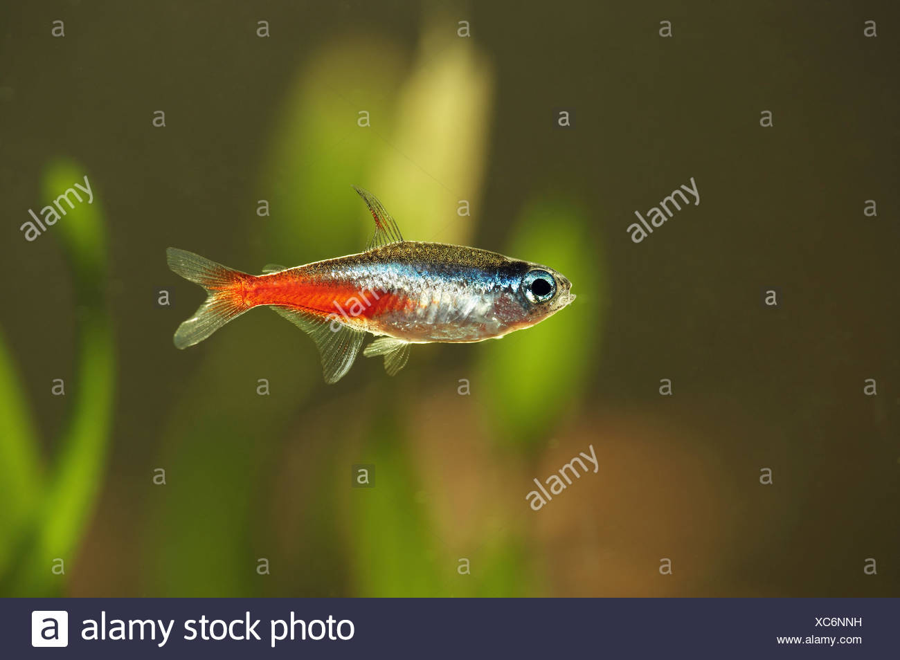 Neon Tetras Paracheirodon Innesi High Resolution Stock Photography and ...