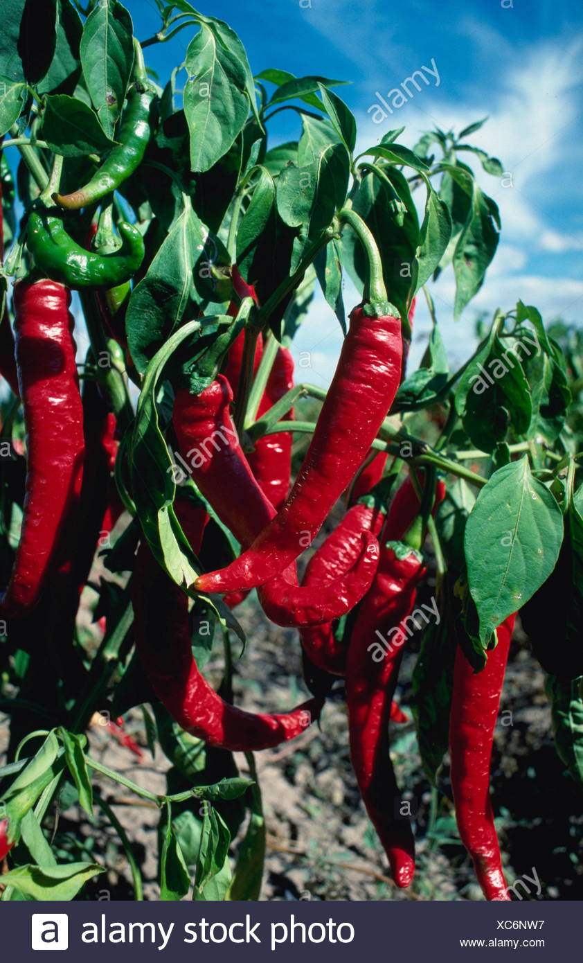 Chili Pepper Fields Stock Photos & Chili Pepper Fields Stock Images - Alamy