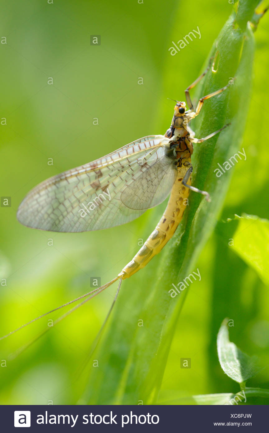 Green Drake Mayfly (ephemera Danica) High Resolution Stock Photography ...