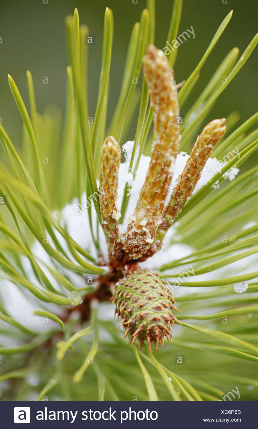 Lodgepole Pine Cone Pinus Contorta Stock Photos & Lodgepole Pine Cone ...