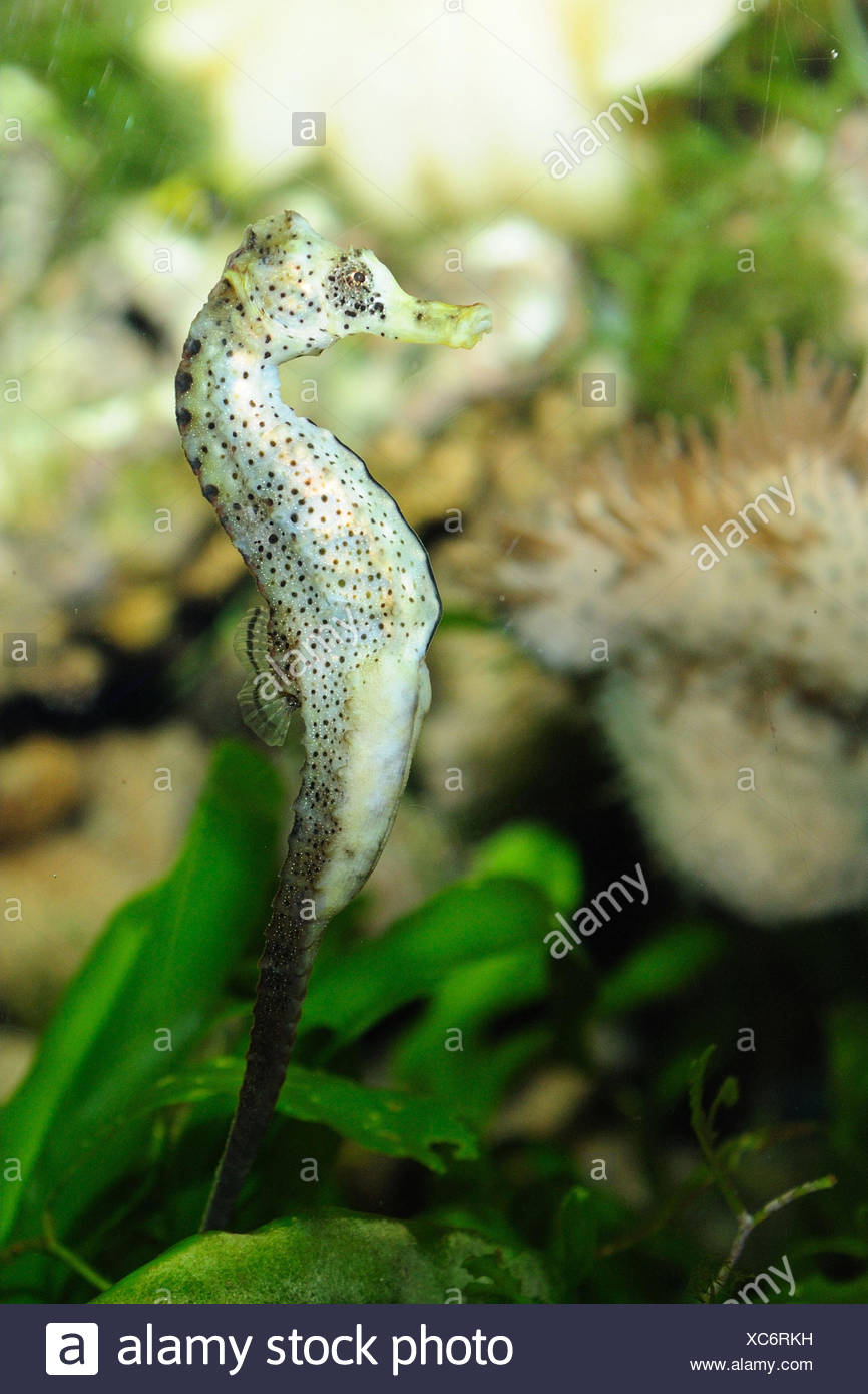 Seahorse Close Up High Resolution Stock Photography and Images - Alamy