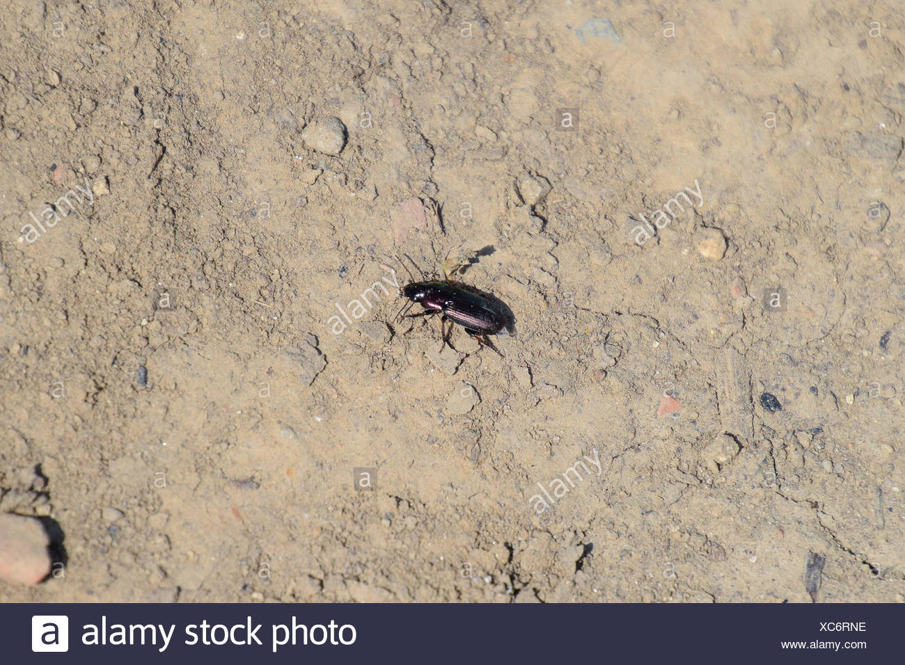 Groundbeetle High Resolution Stock Photography and Images - Alamy