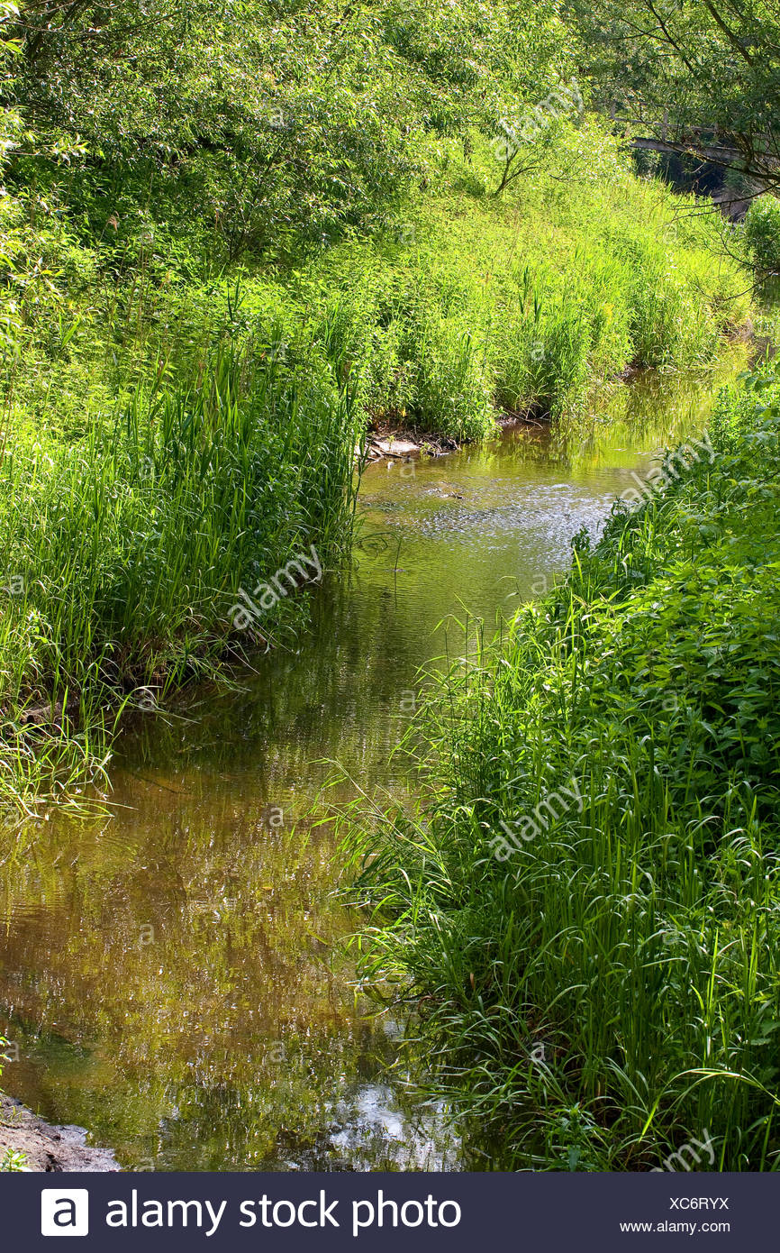 Riparian Habitats High Resolution Stock Photography and Images - Alamy