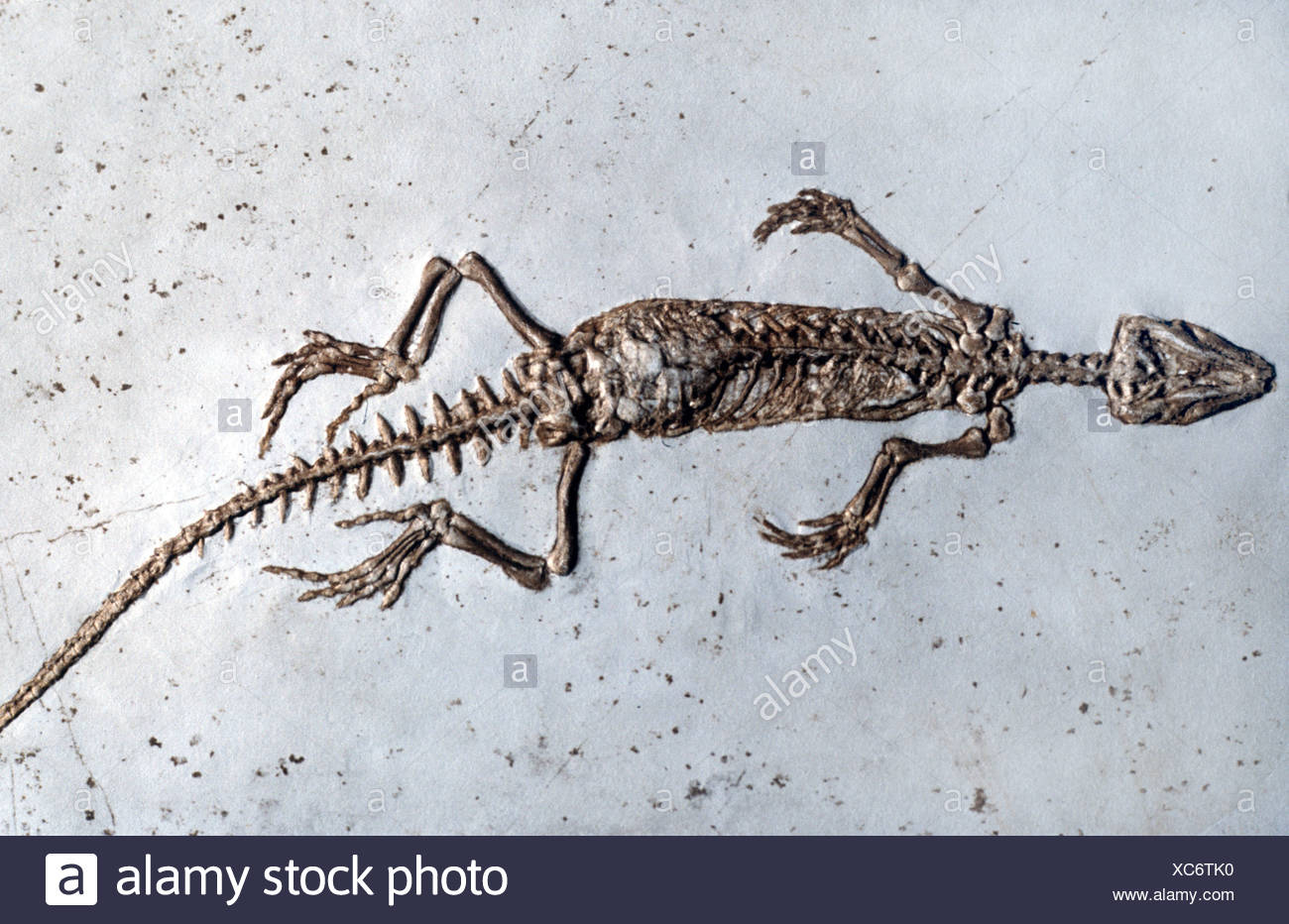Rhynchocephalia High Resolution Stock Photography and Images - Alamy