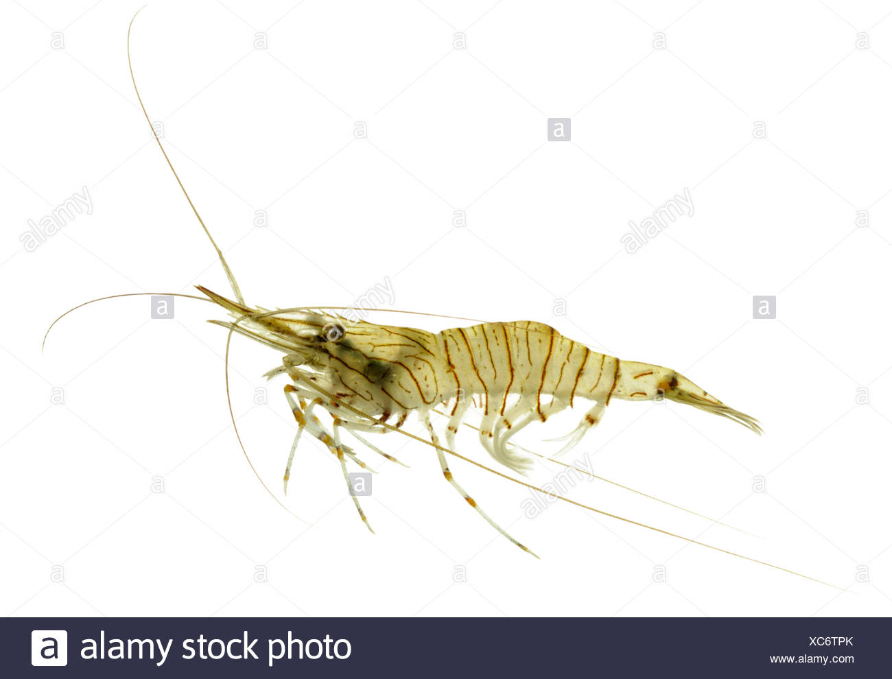 Marine Prawn High Resolution Stock Photography and Images - Alamy