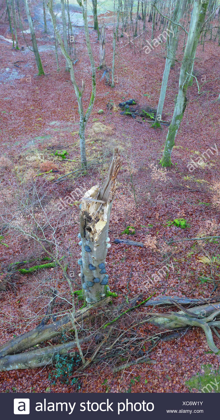 Lichen Photos Of Plants High Resolution Stock Photography and Images ...