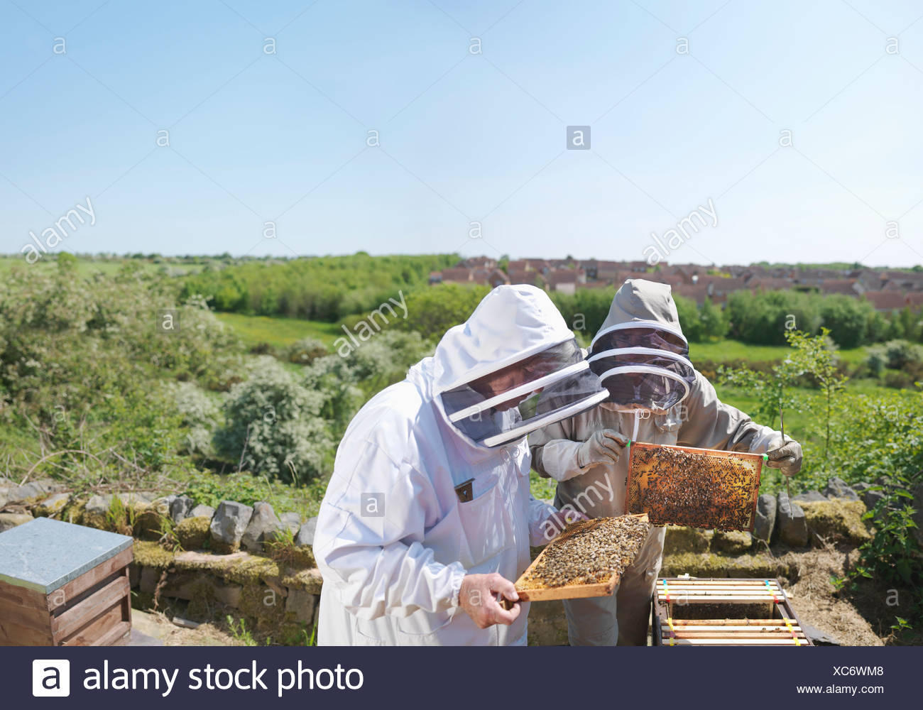 Mature Honey Bee High Resolution Stock Photography and Images - Alamy