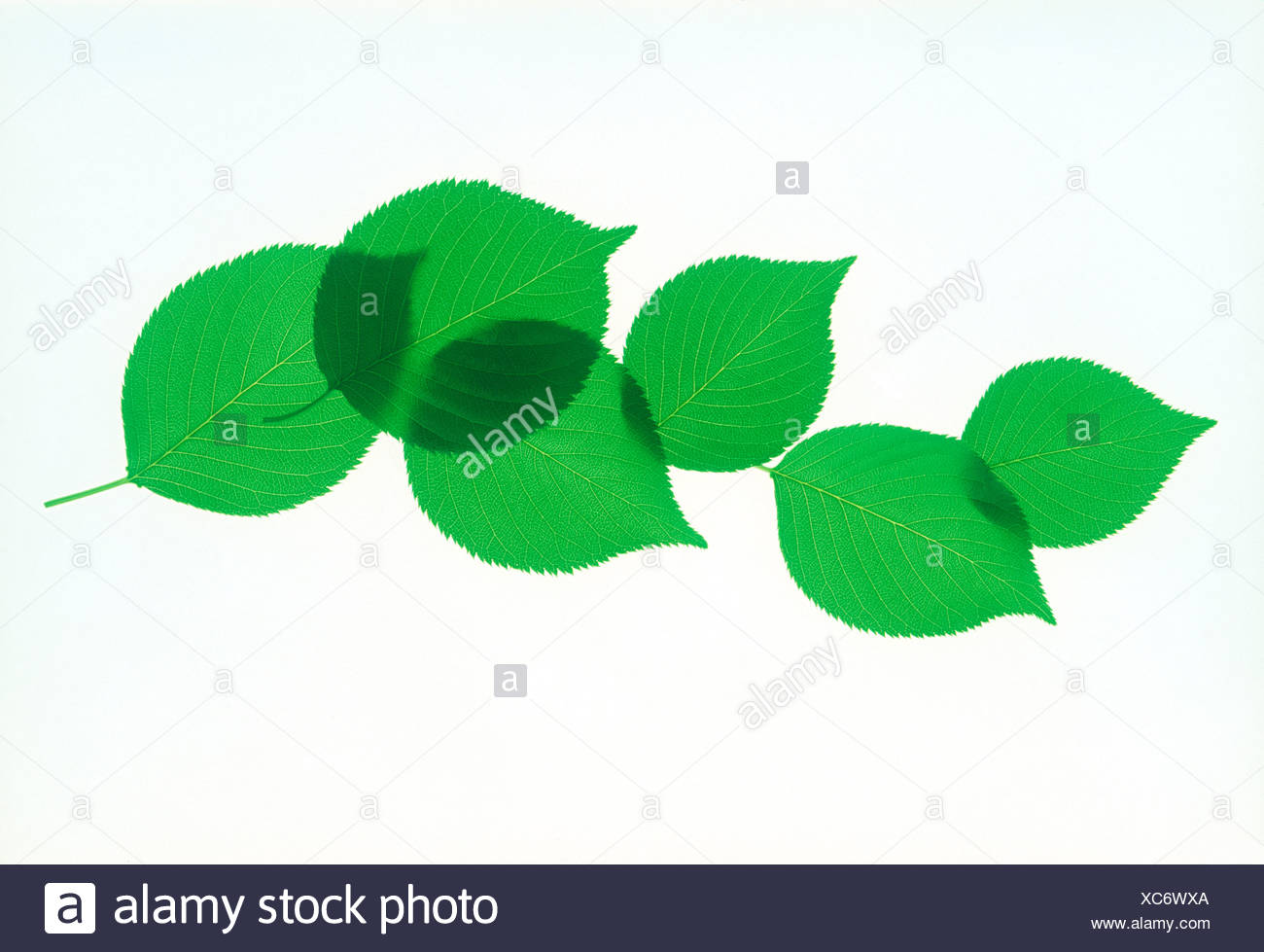 Tapering Leaves High Resolution Stock Photography and Images - Alamy
