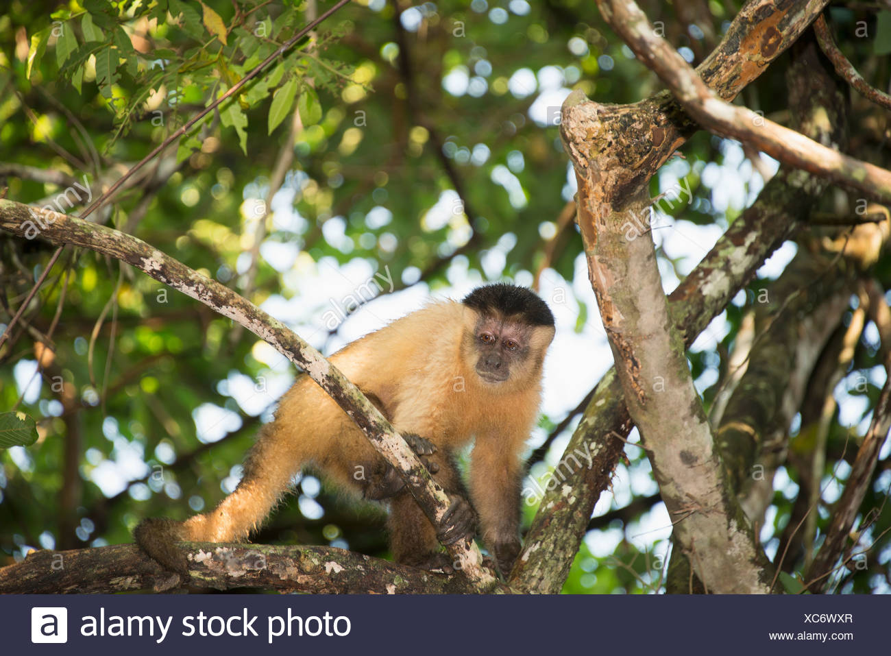 Monkey Standing High Resolution Stock Photography and Images - Alamy