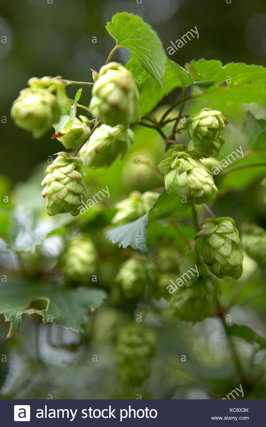 Growing Of Hops High Resolution Stock Photography and Images - Alamy