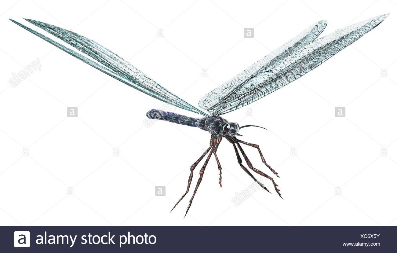 Prehistoric Fly High Resolution Stock Photography and Images - Alamy