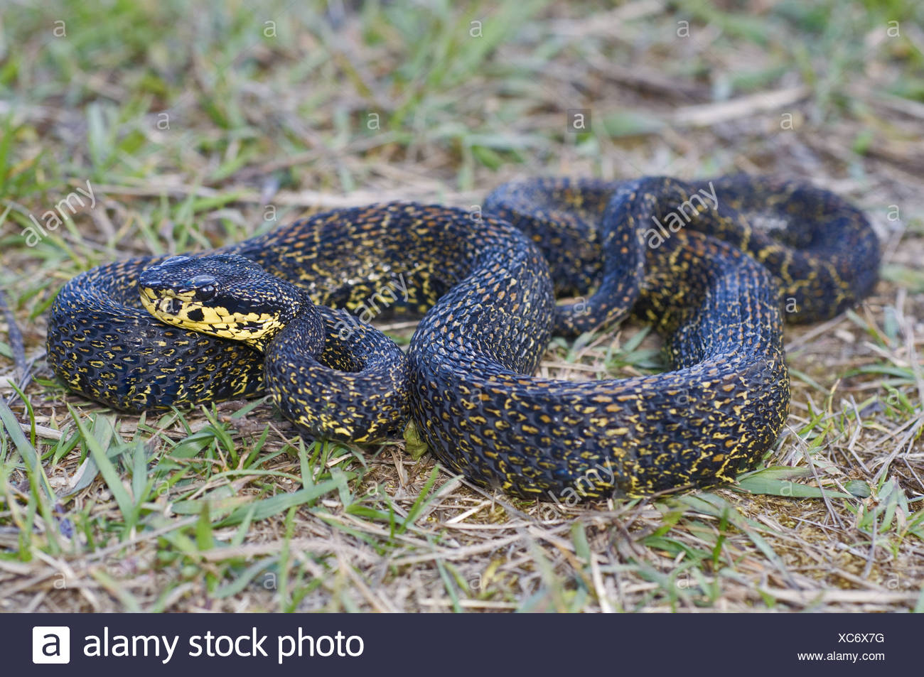 Red Spotted Snake High Resolution Stock Photography and Images - Alamy