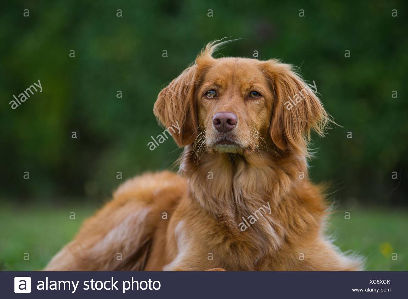 Duck Hunting Dog High Resolution Stock Photography and Images - Alamy
