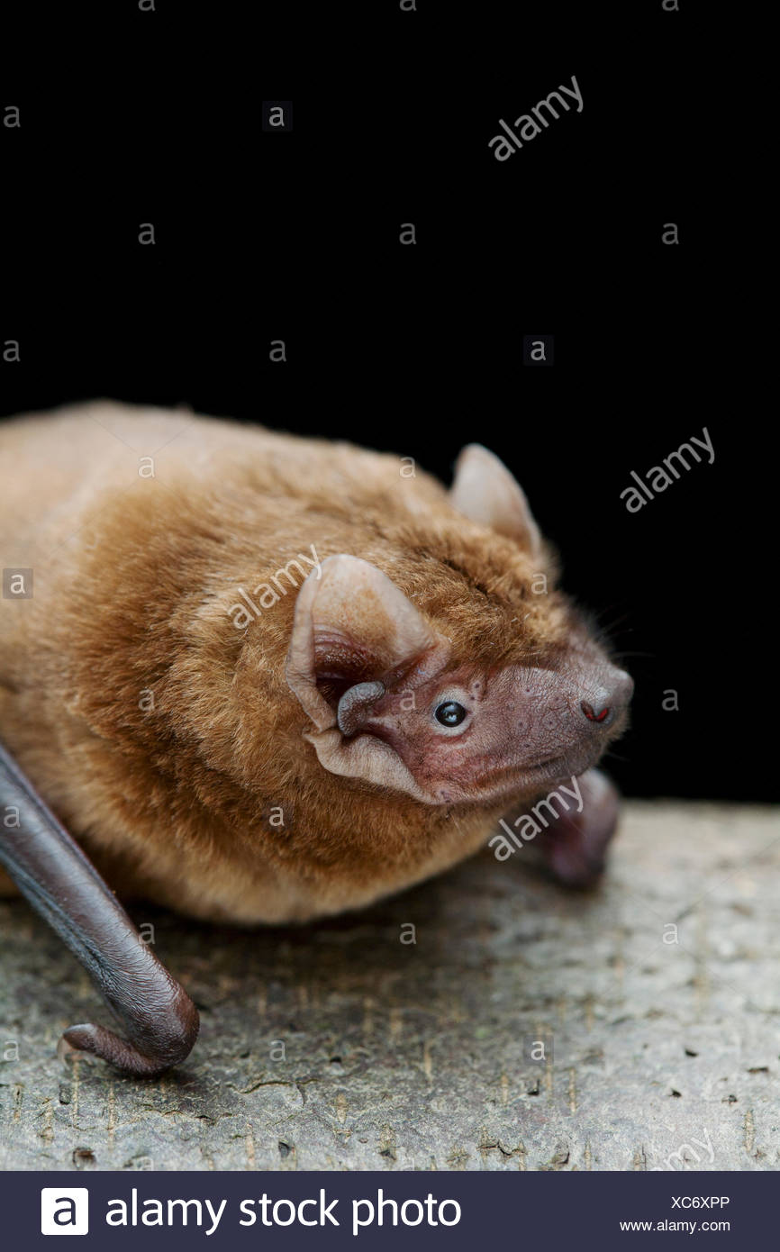 Bat Portrait Ears High Resolution Stock Photography and Images - Alamy