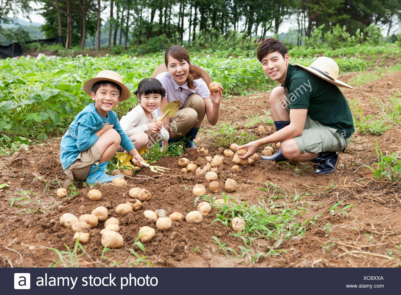 Picking Potatoes And Child Stock Photos & Picking Potatoes And Child ...