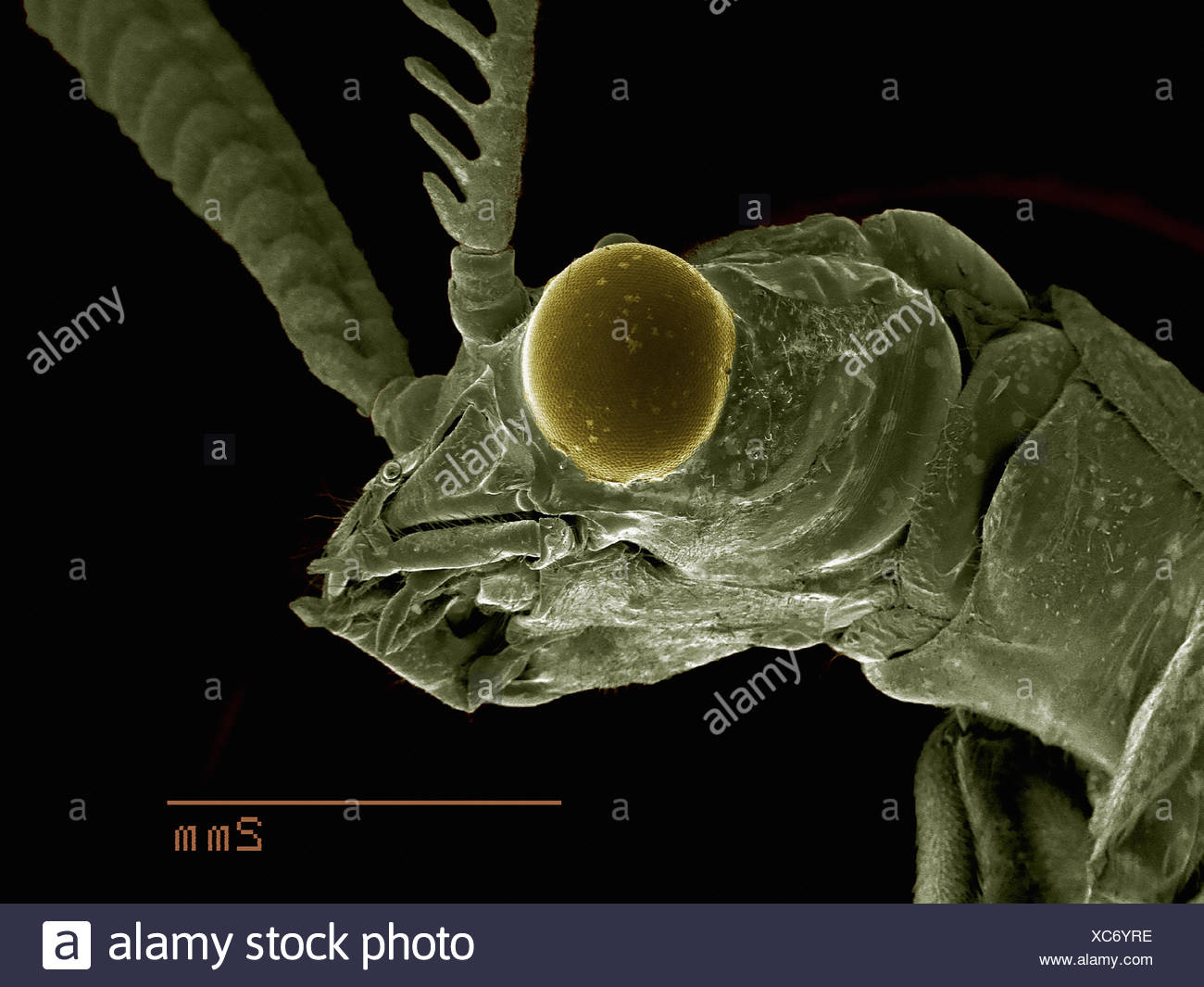 Head Fly Microscope High Resolution Stock Photography and Images - Alamy