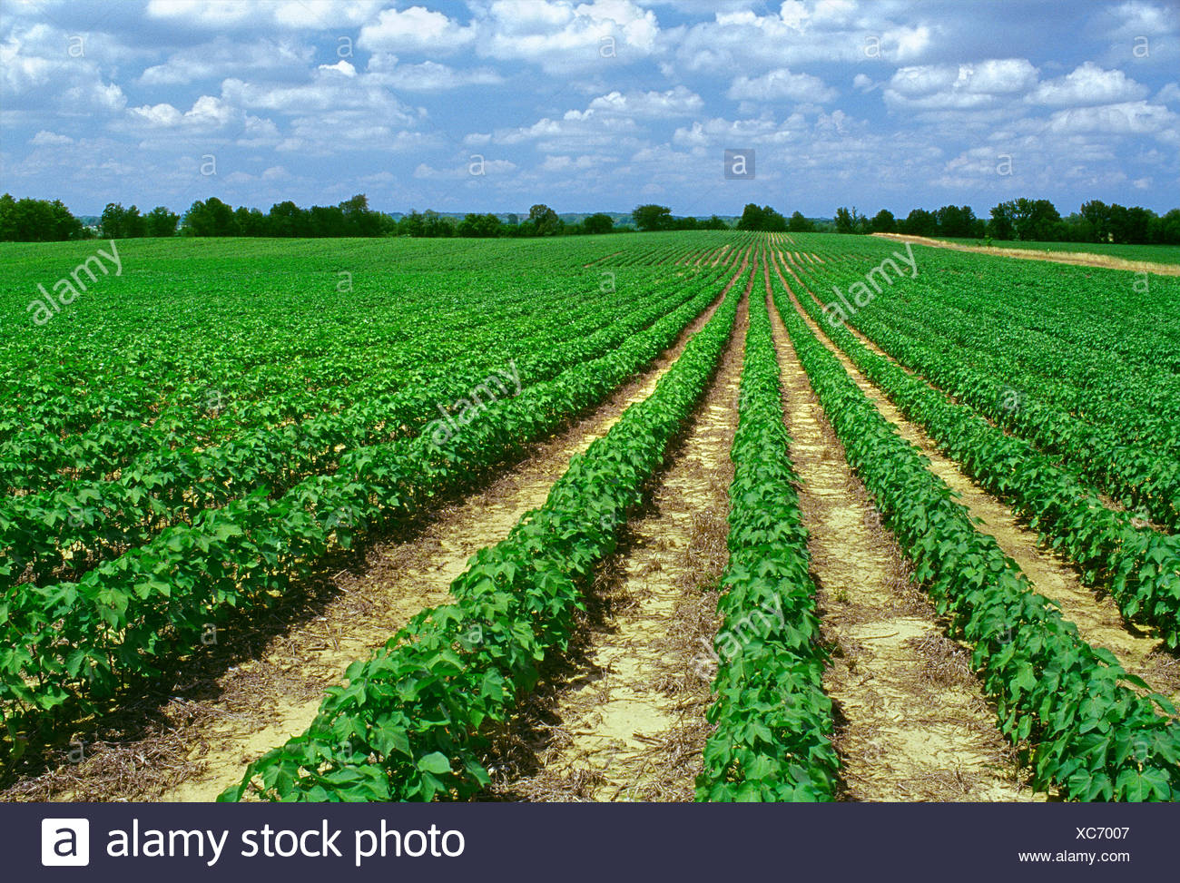 No Till Farming Stock Photos & No Till Farming Stock Images - Alamy
