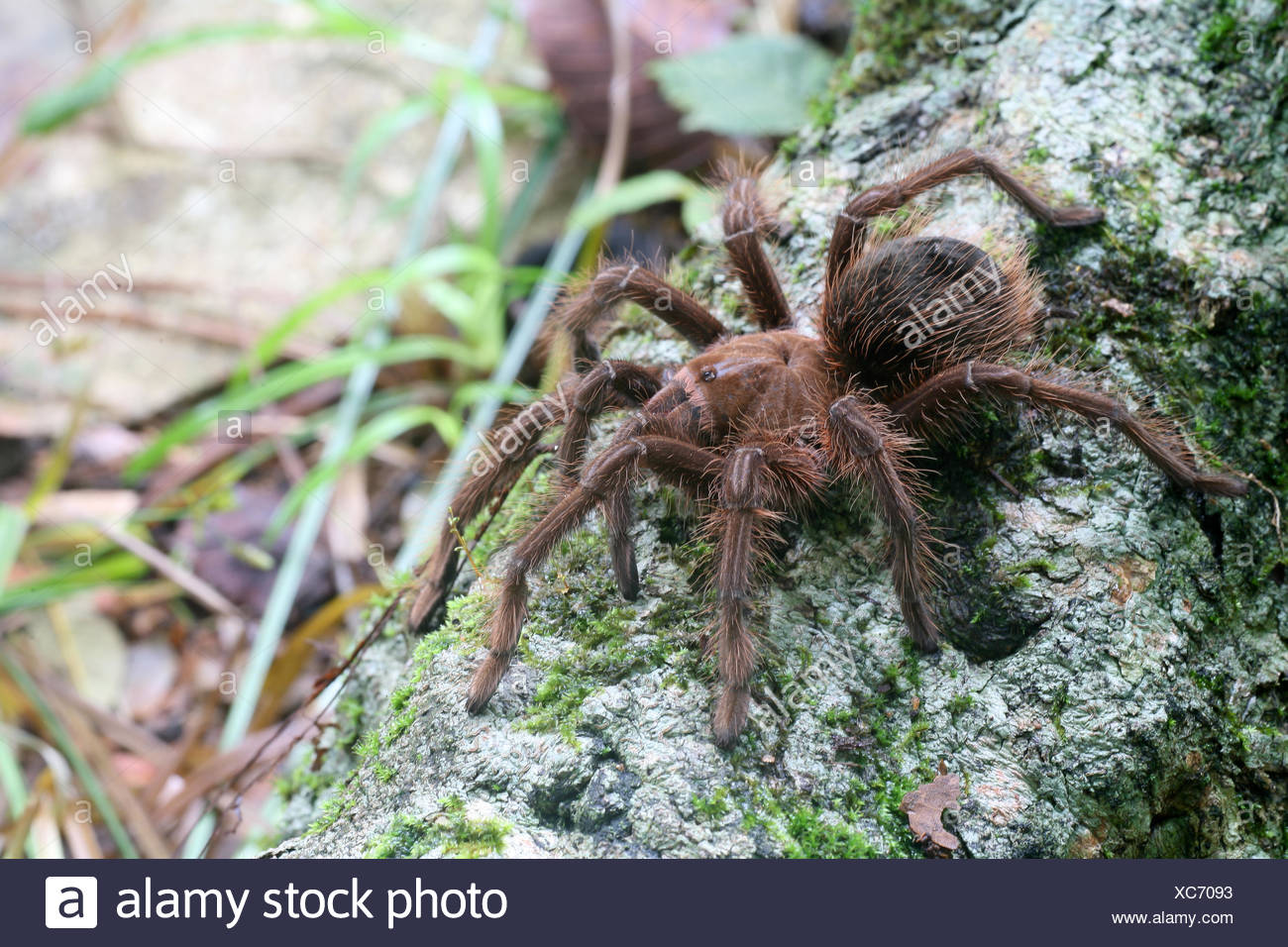 Tarentula High Resolution Stock Photography and Images - Alamy