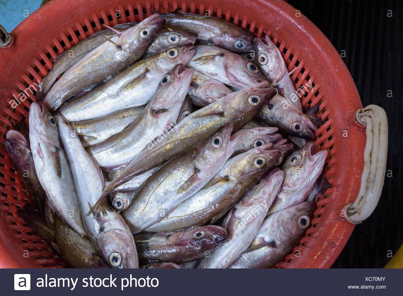 Whiting Fishing High Resolution Stock Photography and Images - Alamy
