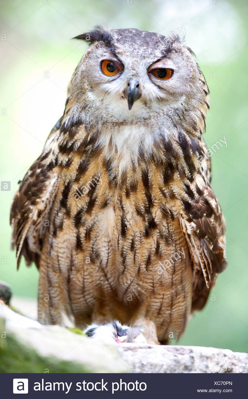 Eurasian Eagle High Resolution Stock Photography and Images - Alamy