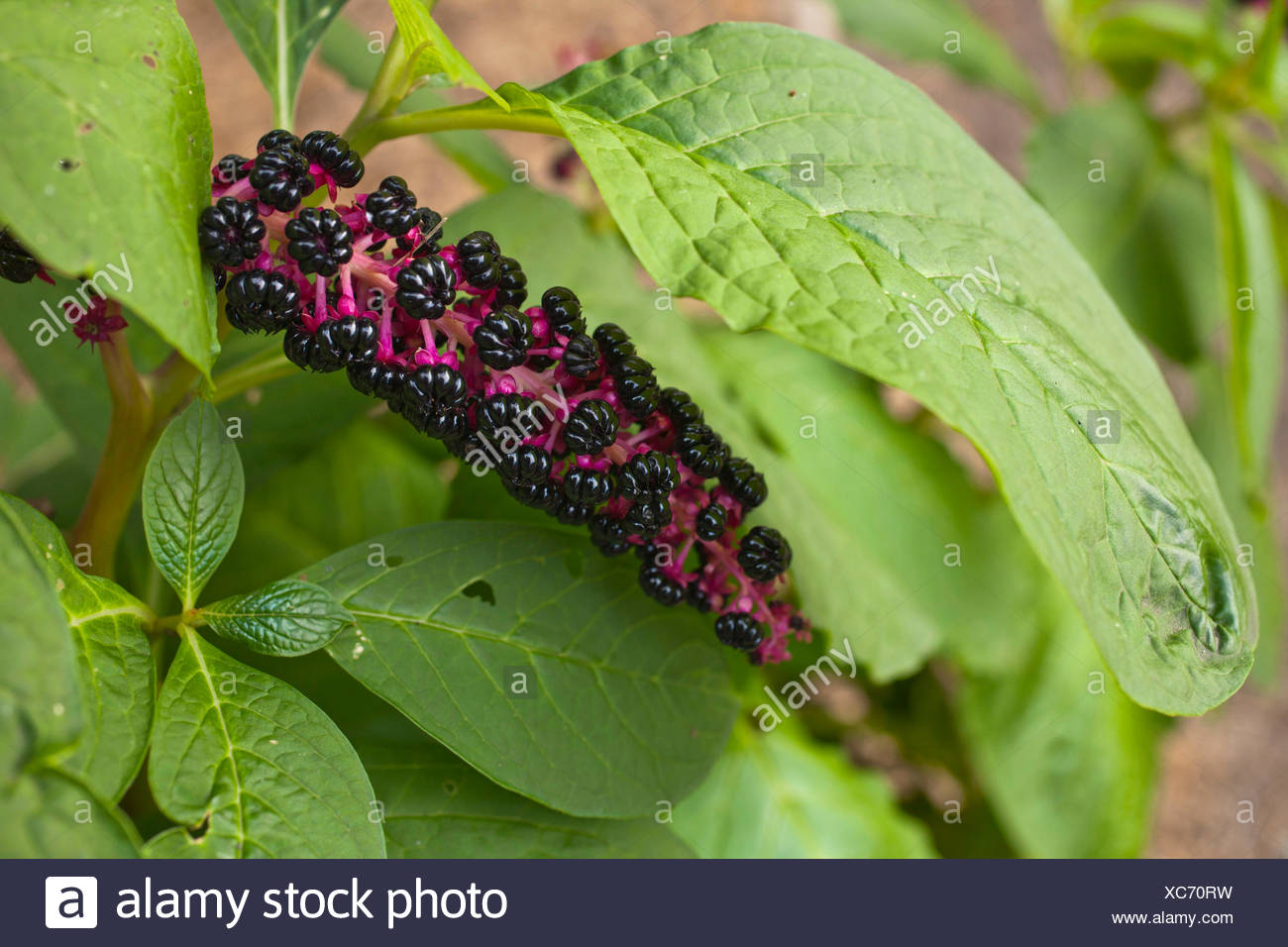 American Pokeweed High Resolution Stock Photography and Images - Alamy