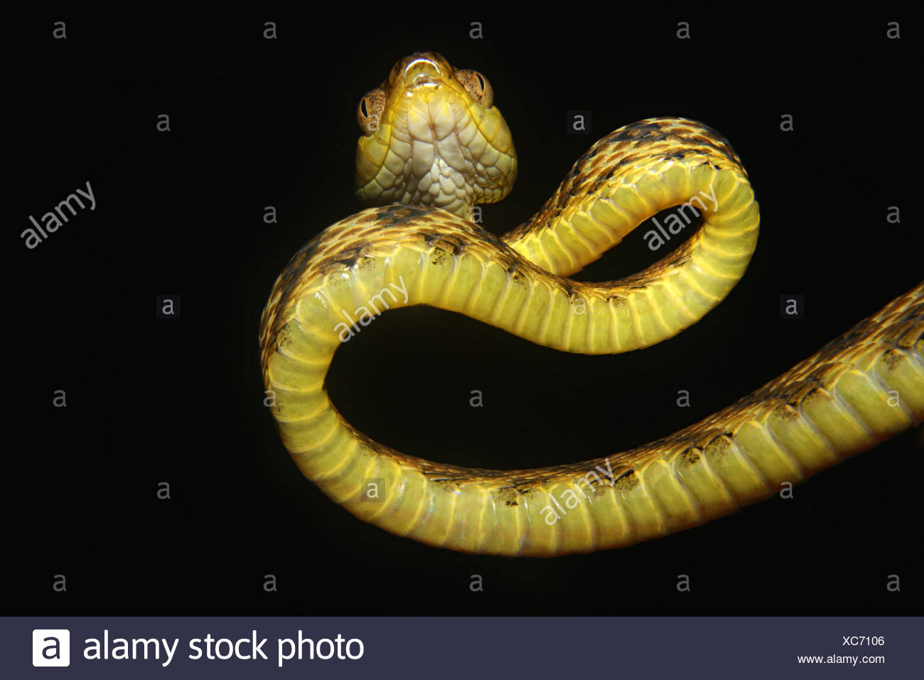 Indian Common Cat High Resolution Stock Photography and Images - Alamy