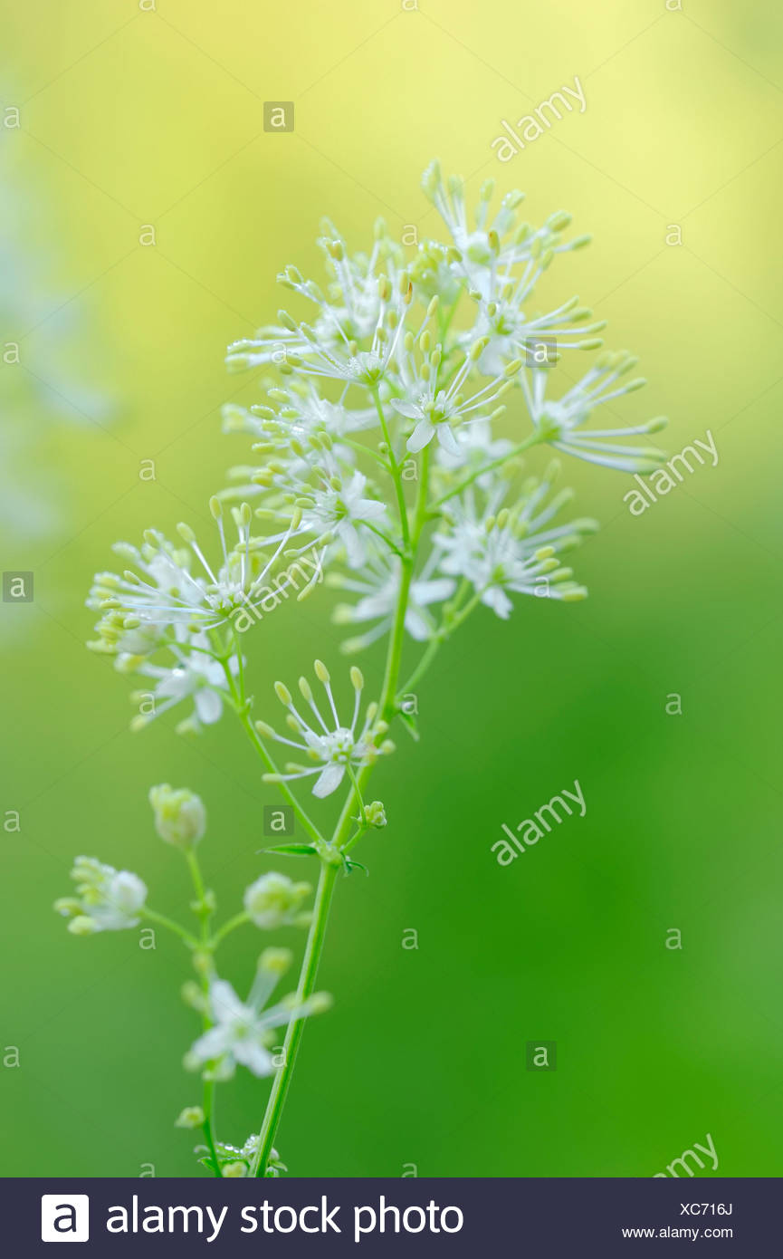 Common Rue Plants High Resolution Stock Photography and Images - Alamy