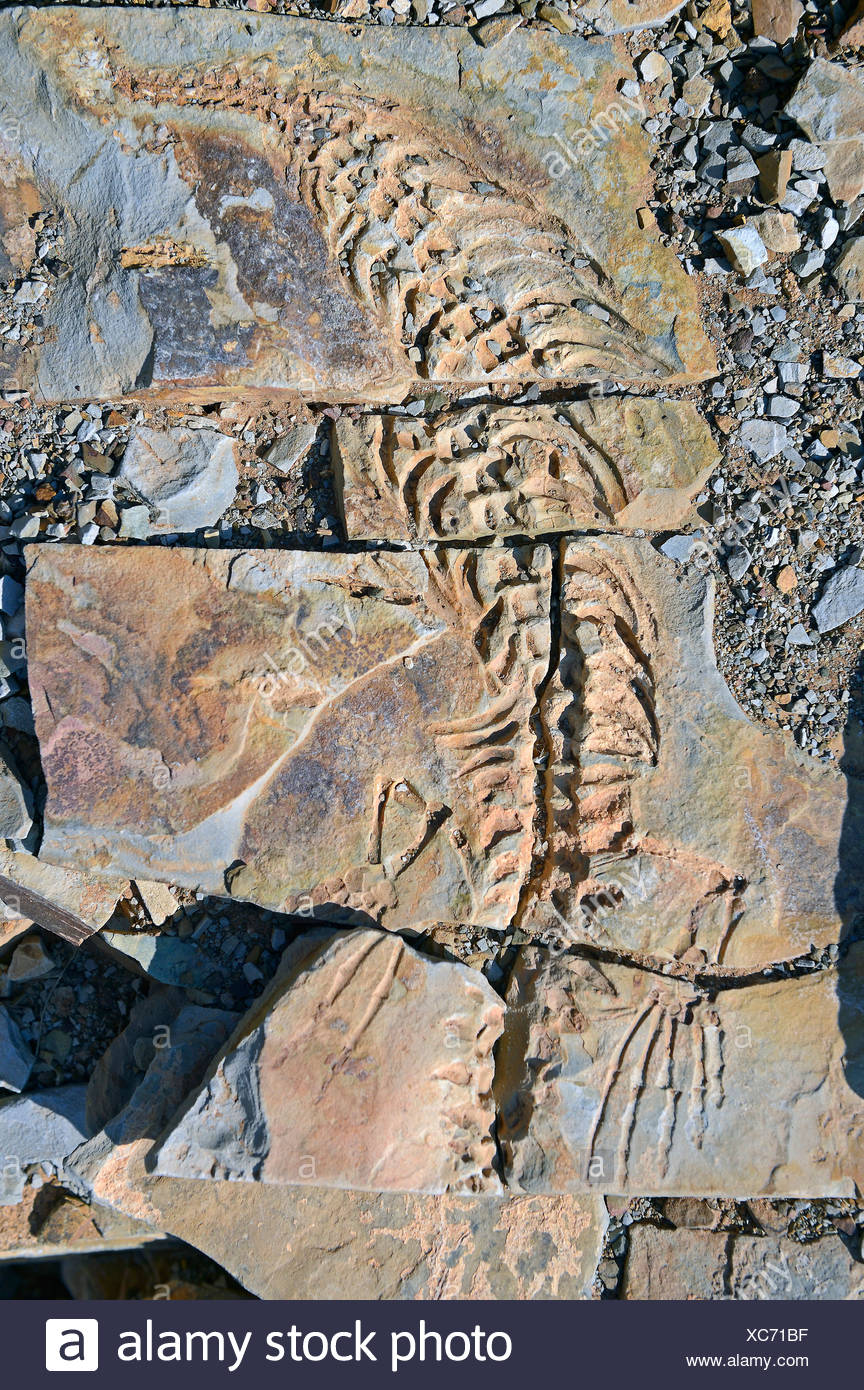 Mesosaurus Fossils High Resolution Stock Photography and Images - Alamy