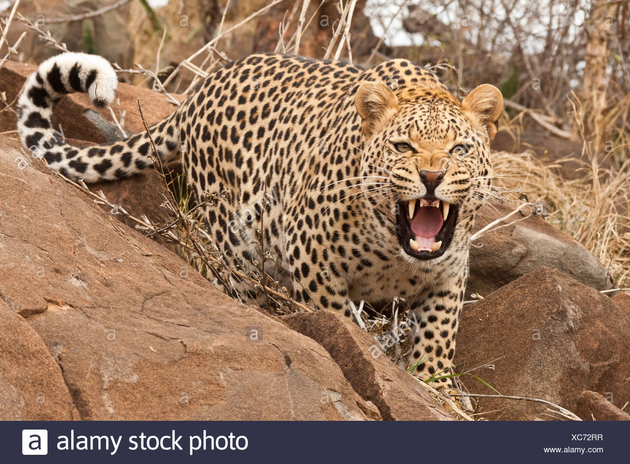 Hissing Stock Photos & Hissing Stock Images - Alamy