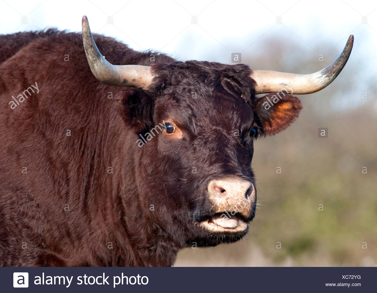 Red Hair Cattle High Resolution Stock Photography and Images - Alamy