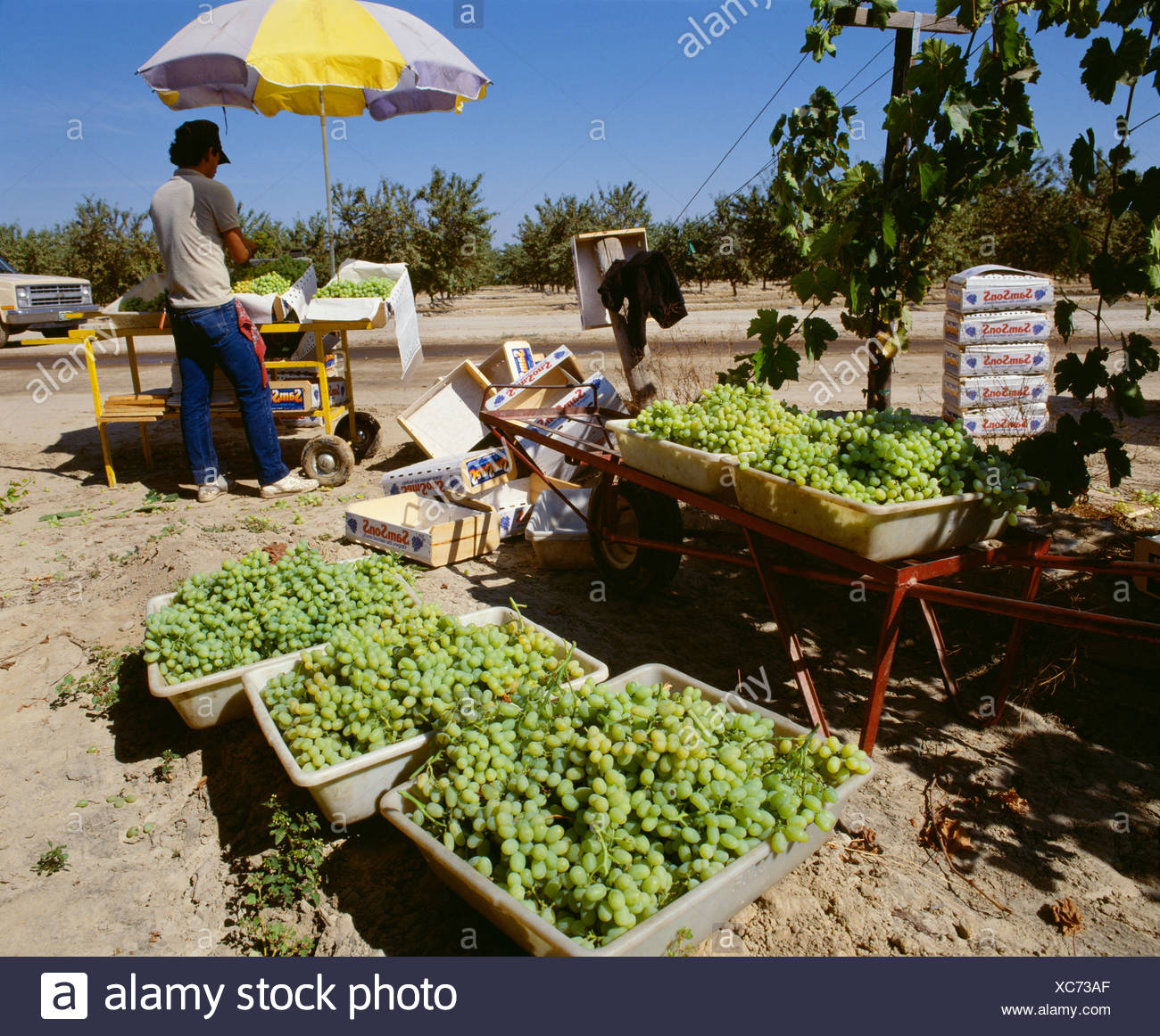 Thompson Seedless High Resolution Stock Photography and Images - Alamy