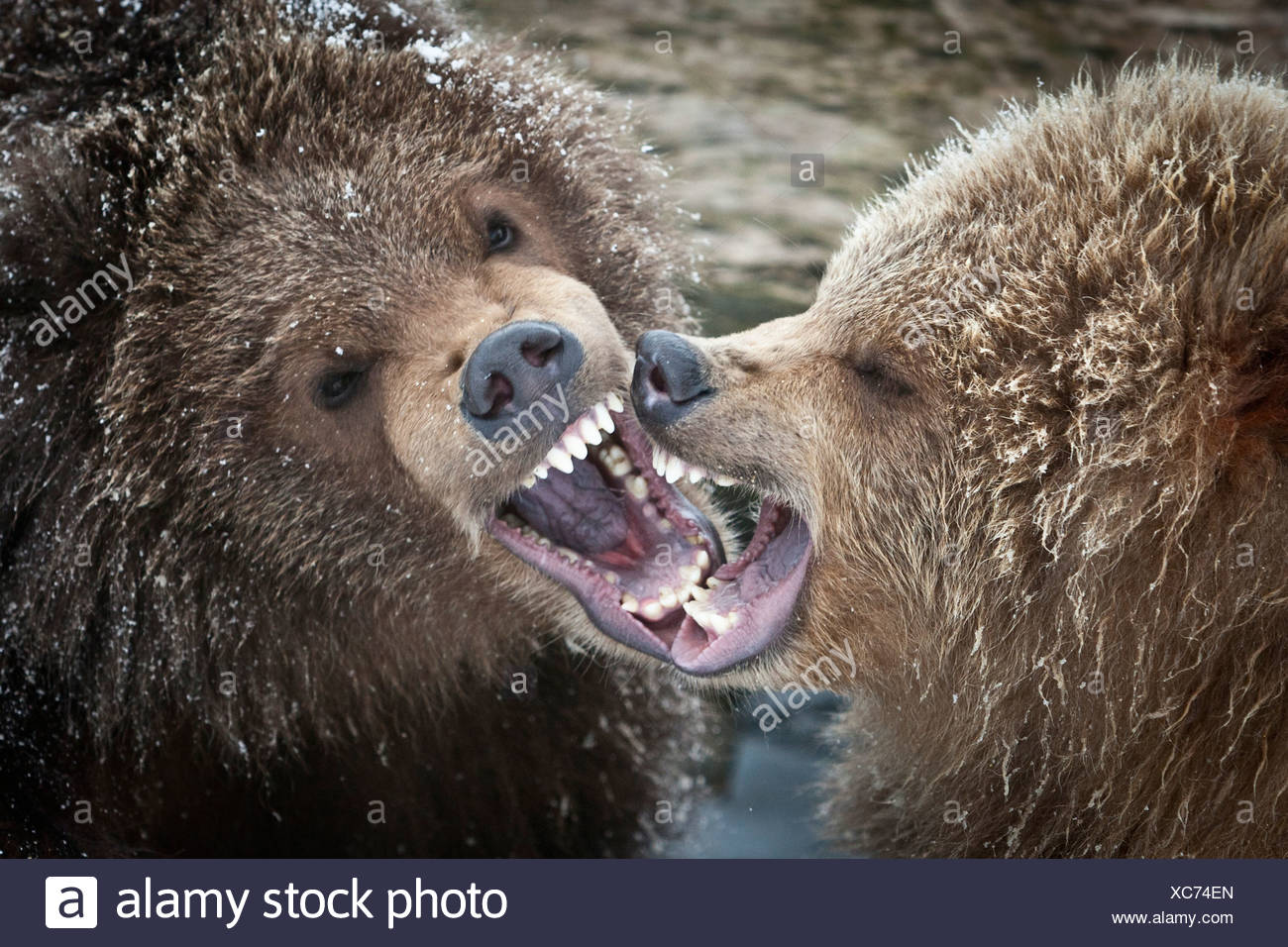 Captive Kodiak Grizzly Bear Stock Photos & Captive Kodiak Grizzly Bear ...