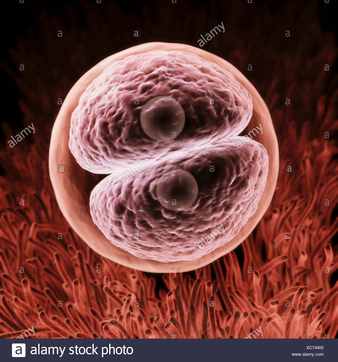 Human Zygote High Resolution Stock Photography and Images - Alamy