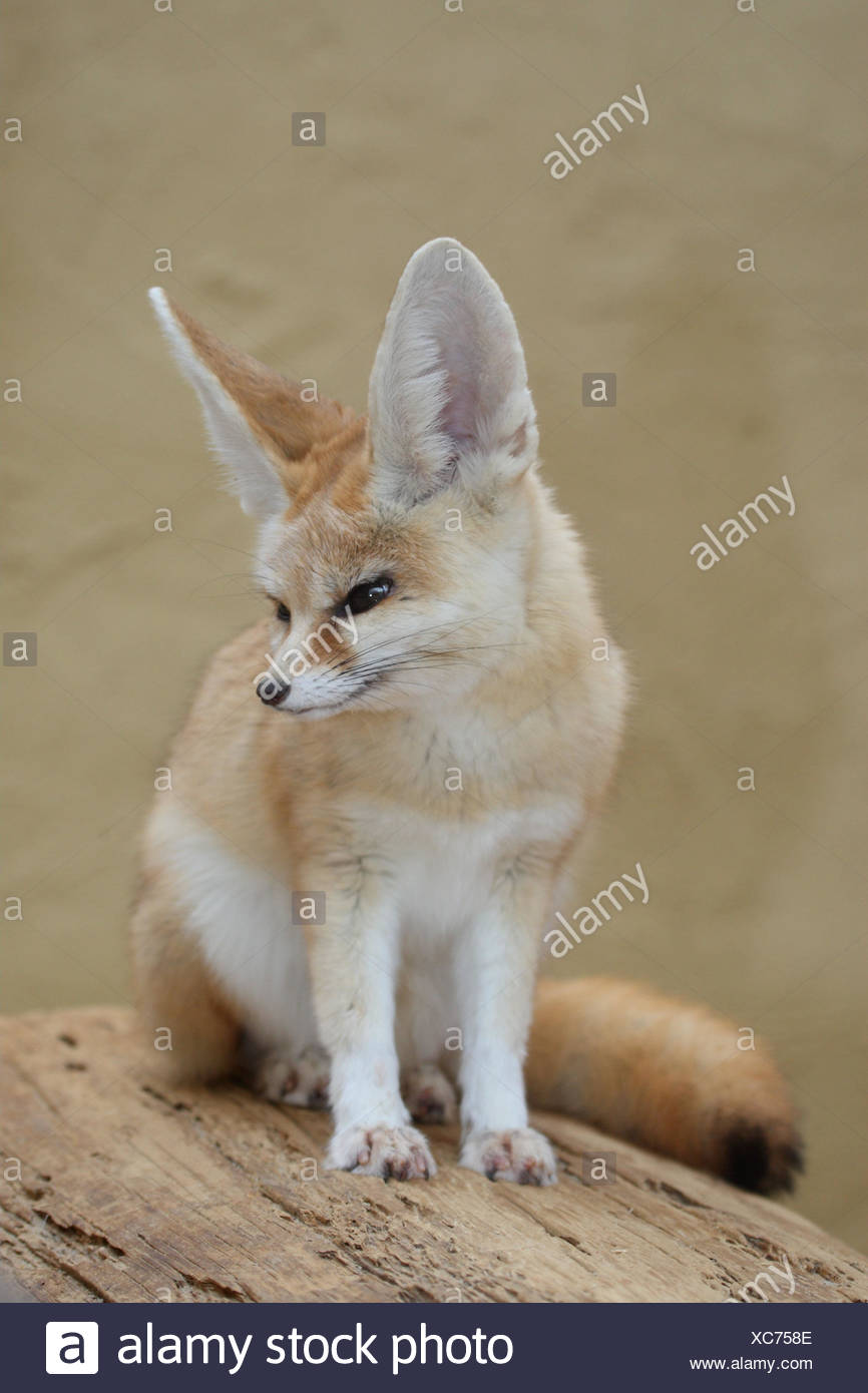 Fennek Fox High Resolution Stock Photography and Images - Alamy