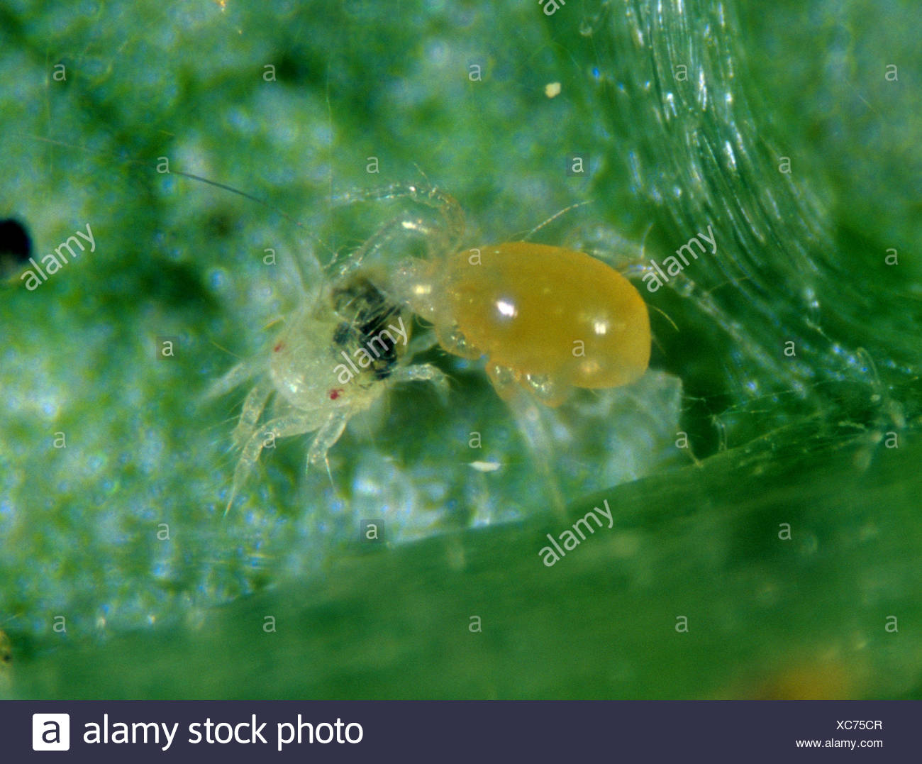 Predatory Mites High Resolution Stock Photography and Images - Alamy
