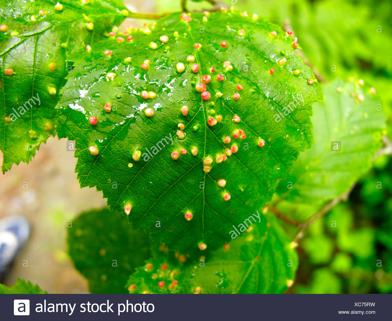 Plant Virus Stock Photos & Plant Virus Stock Images - Alamy