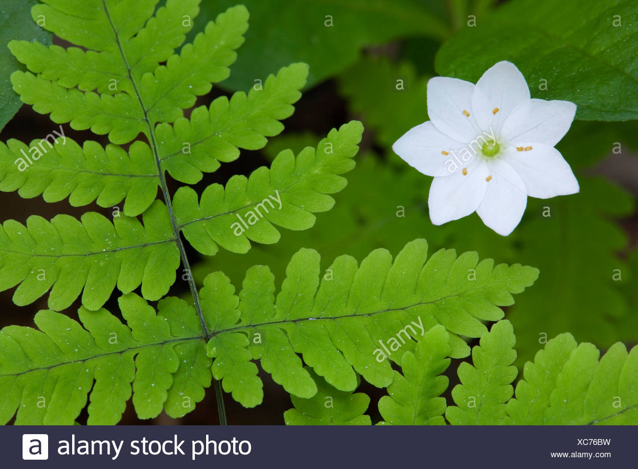 Star Flower Stock Photos & Star Flower Stock Images - Alamy