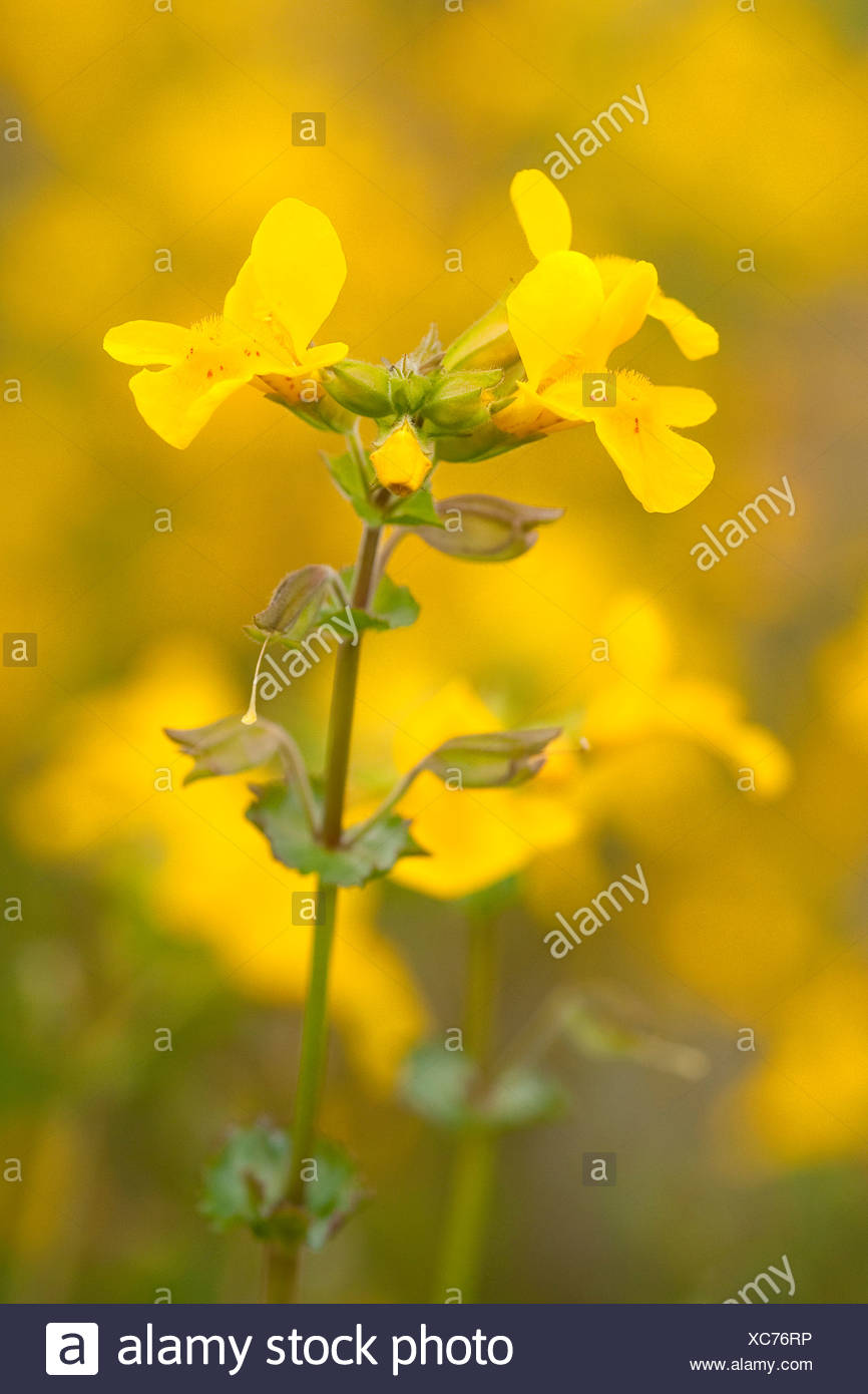 Yellow Monkeyflower Mimulus Guttatus High Resolution Stock Photography ...