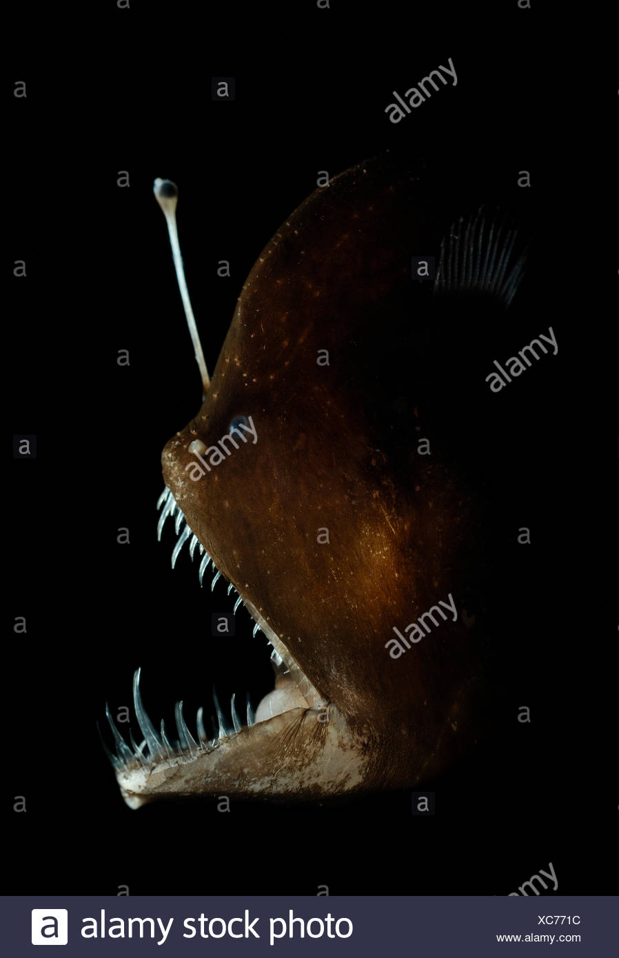 Anglerfish Light Stock Photos & Anglerfish Light Stock Images - Alamy