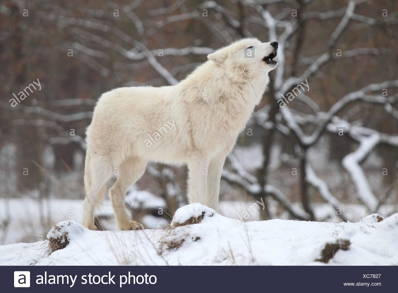 Arctic Tundra Wolf High Resolution Stock Photography and Images - Alamy