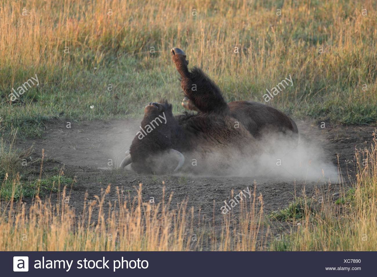 Buffalo Roll High Resolution Stock Photography and Images - Alamy