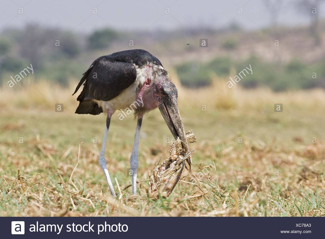 Marabou Prey High Resolution Stock Photography and Images - Alamy