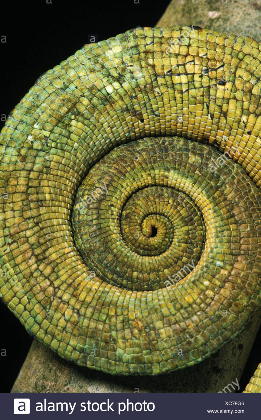 Chameleon Tail Coiled High Resolution Stock Photography and Images - Alamy