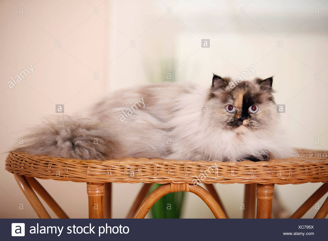 Colourpoint Seal Point Persian Cat High Resolution Stock Photography ...