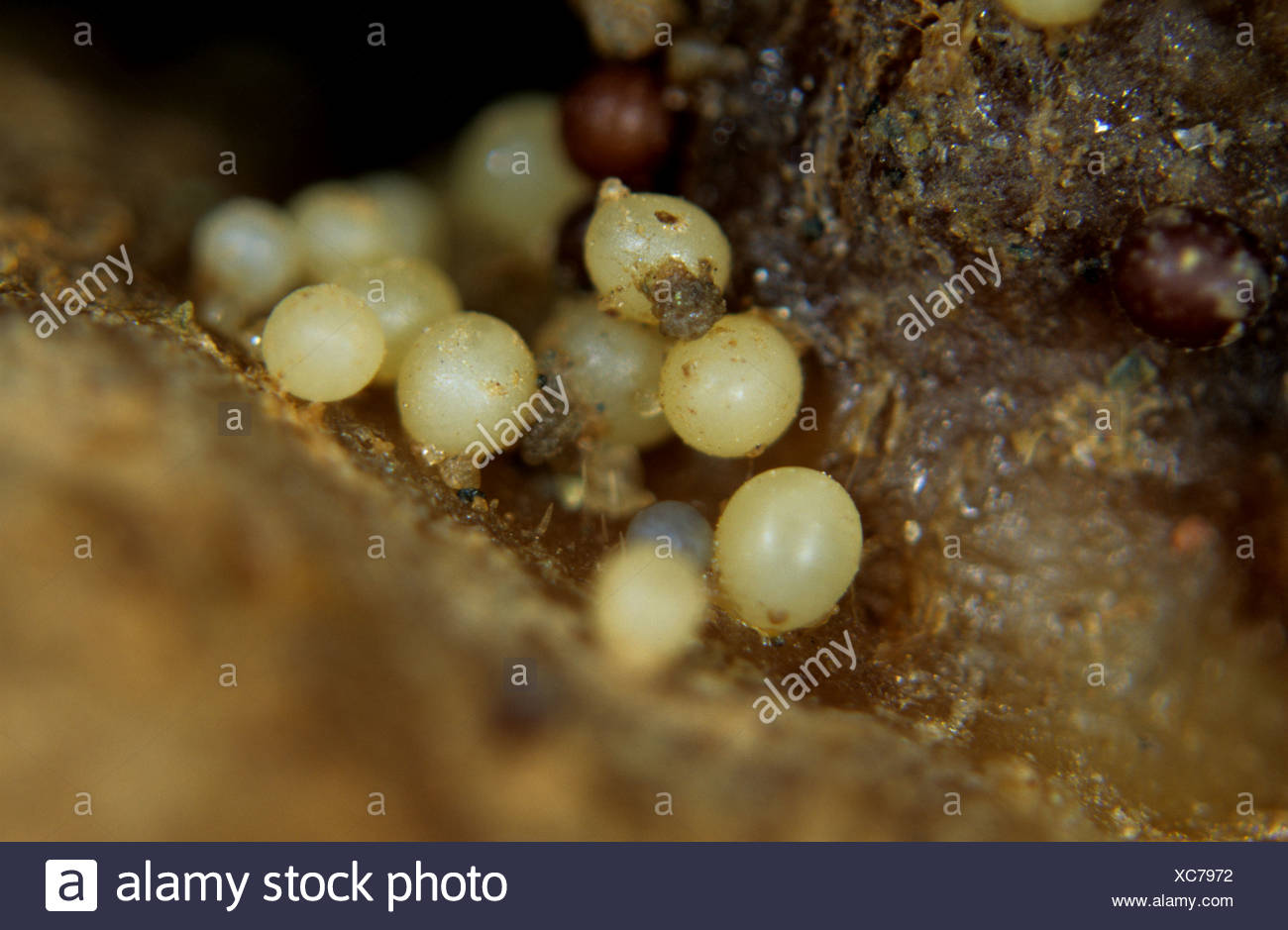 Potato Nematode High Resolution Stock Photography and Images - Alamy