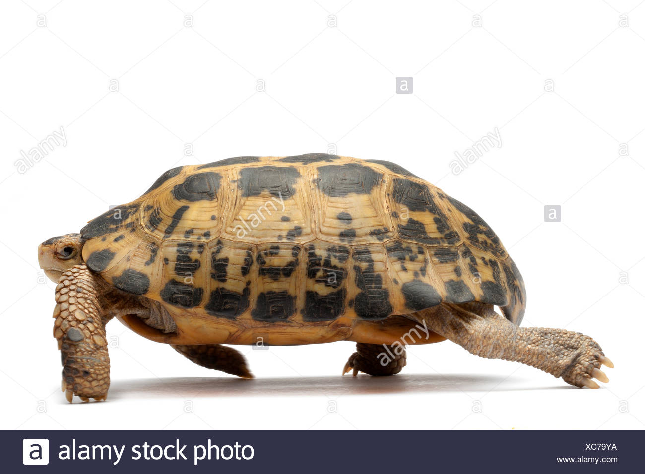 Travancore Tortoise High Resolution Stock Photography and Images - Alamy
