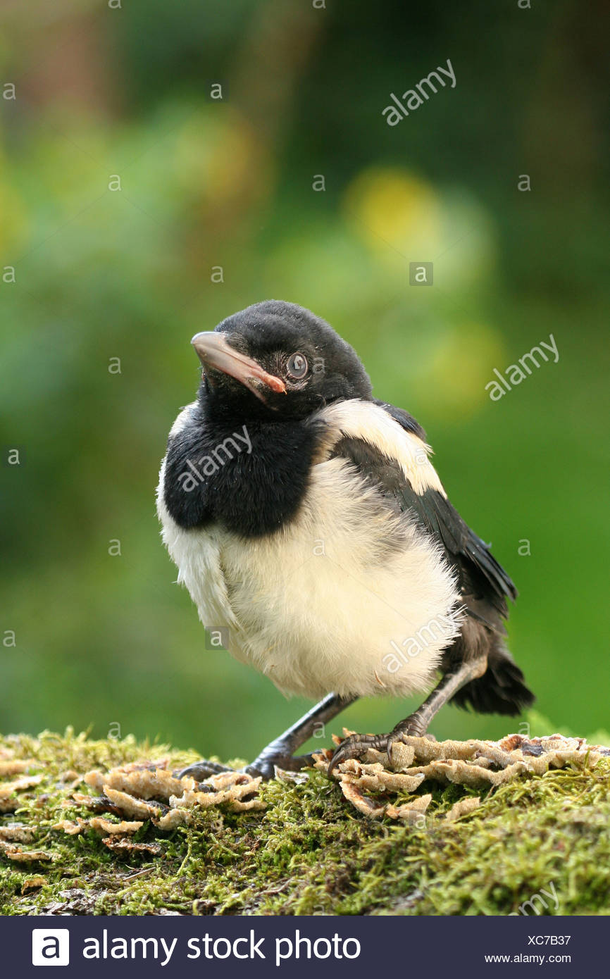 Juvenile Black Billed Magpie High Resolution Stock Photography and ...