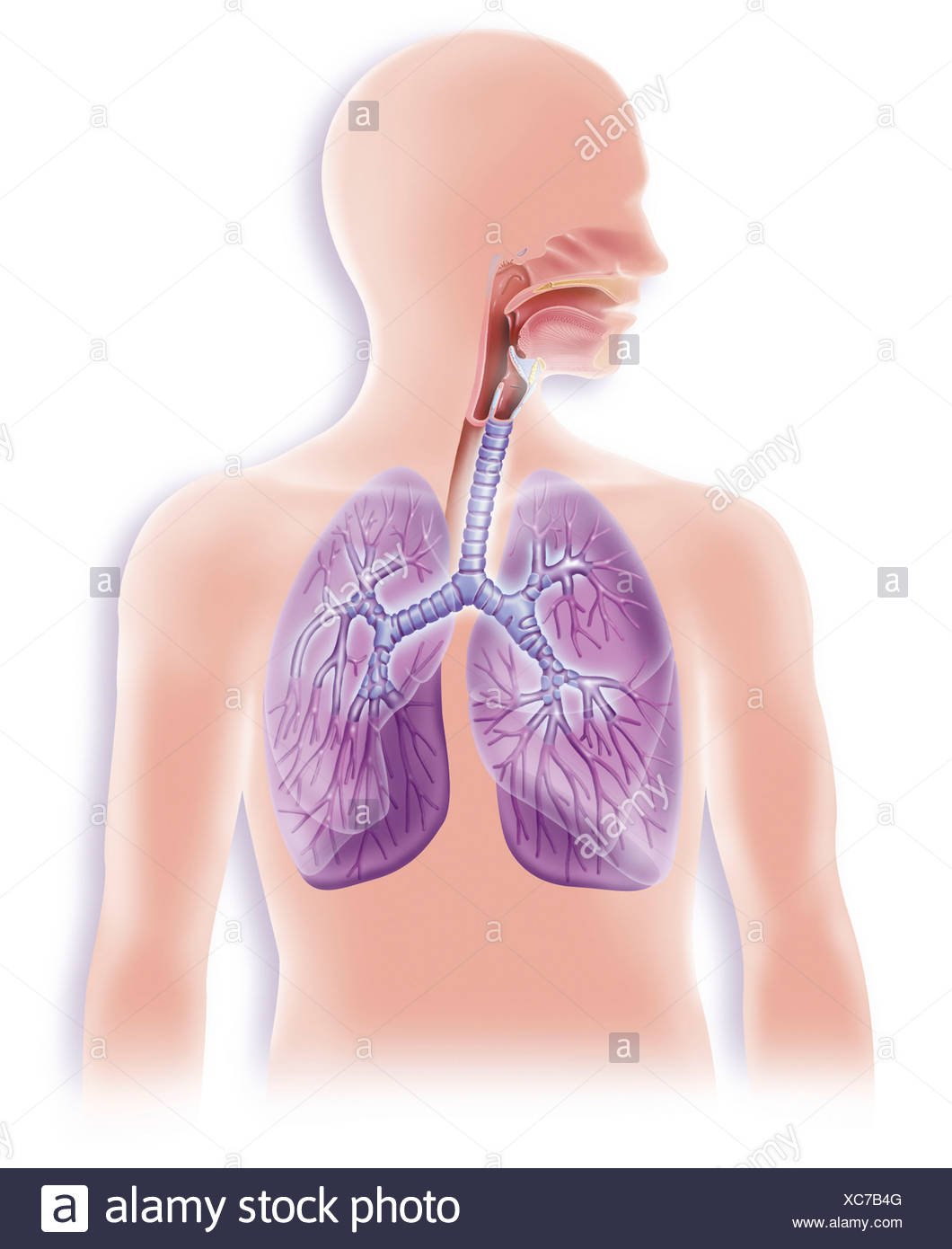 Nasal Cavity Drawings High Resolution Stock Photography and Images - Alamy